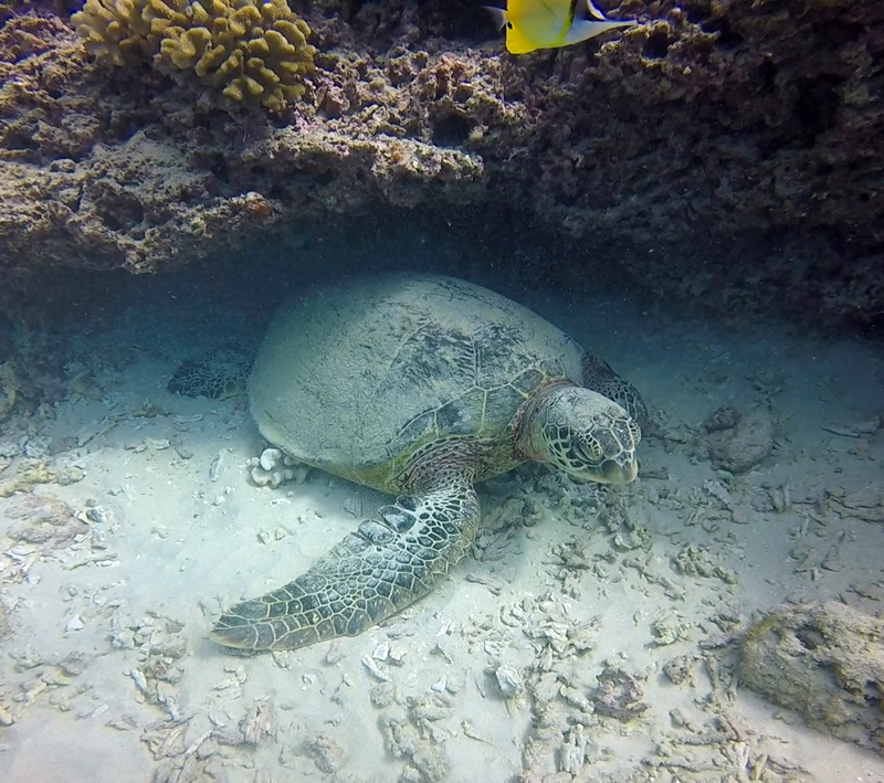 Coral Reef Baby Turtles