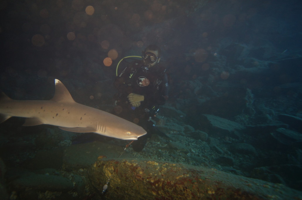 Sharks spotted diving Oahu sea cave!