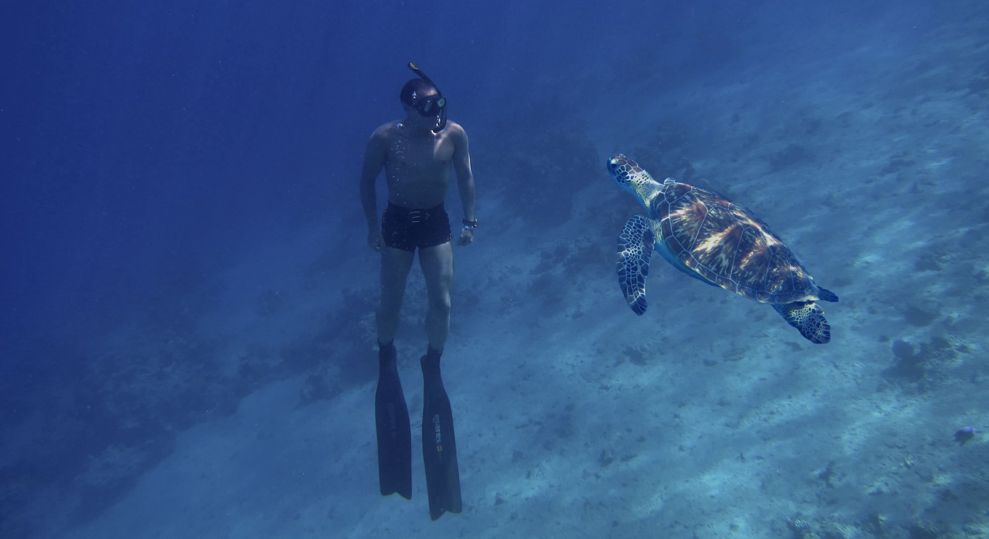 free diver and turtle and panorama - Island Divers Hawaii