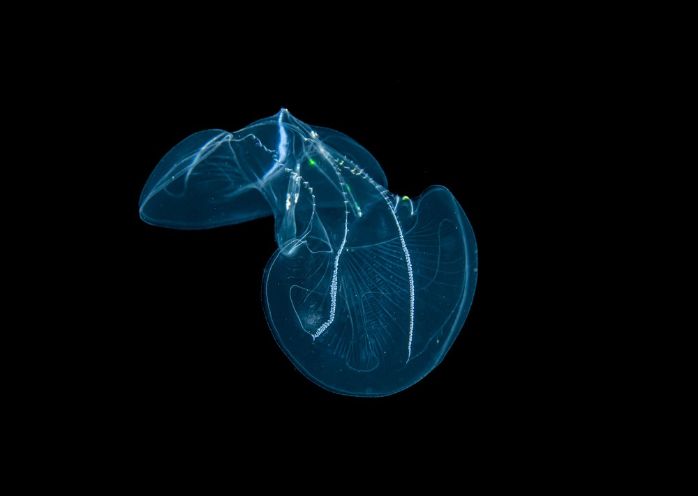 Bioluminescent Pelagic Snorkel and Sunset Cruise - Island Divers Hawaii