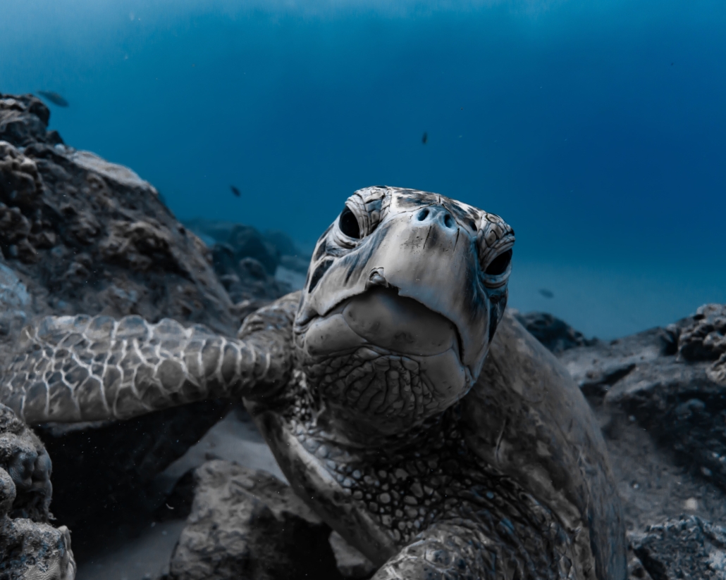 Club Triple Drift - 3 Tank Dive - Island Divers Hawaii